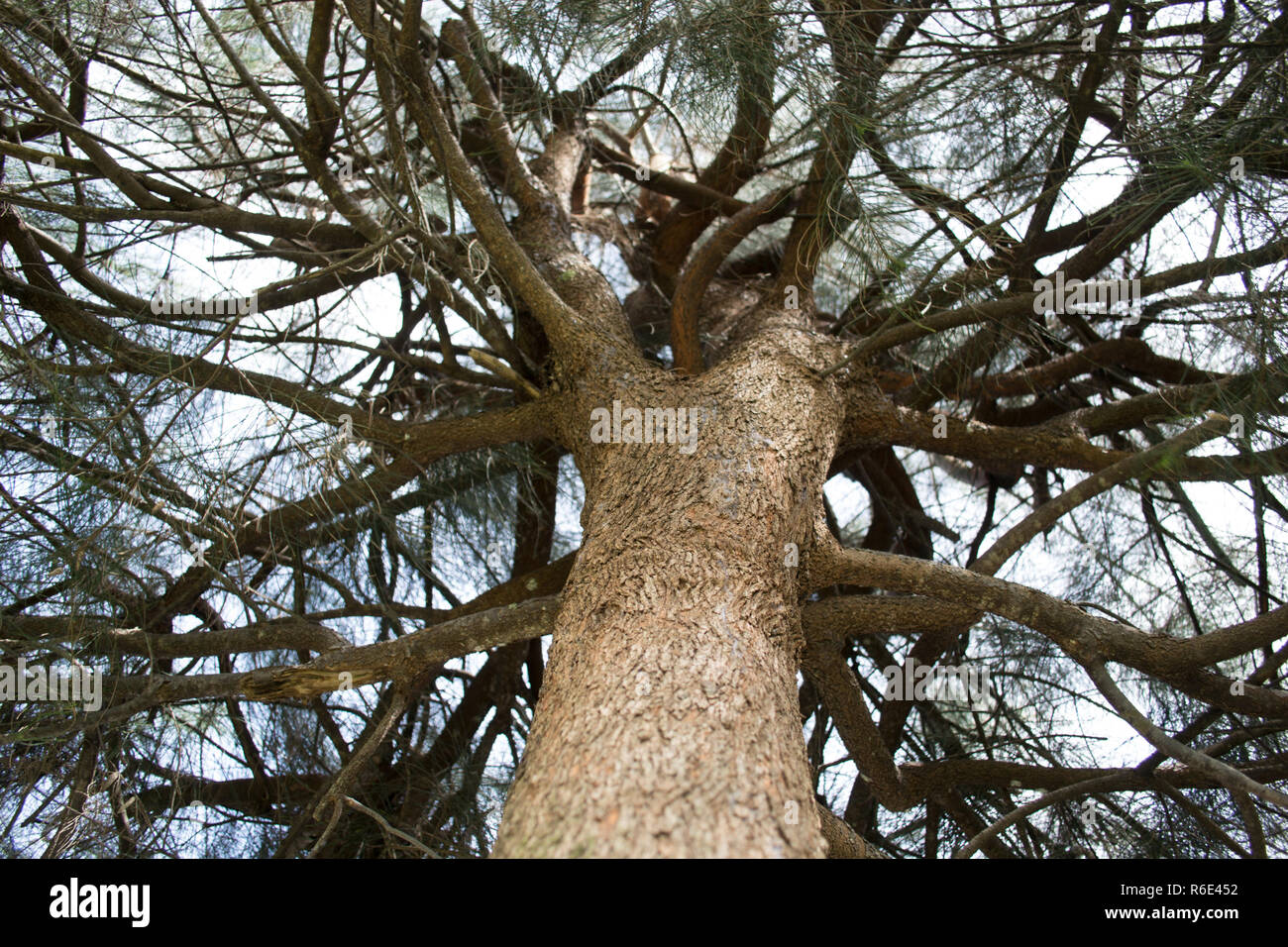 Big tree trunk taken hi-res stock photography and images - Alamy