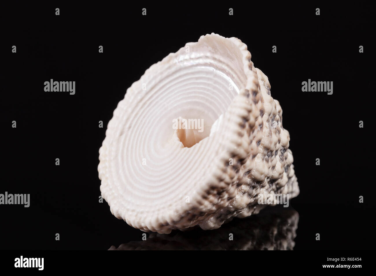 Top-shaped sea shell of sea snail Trochus isolated on black background ...
