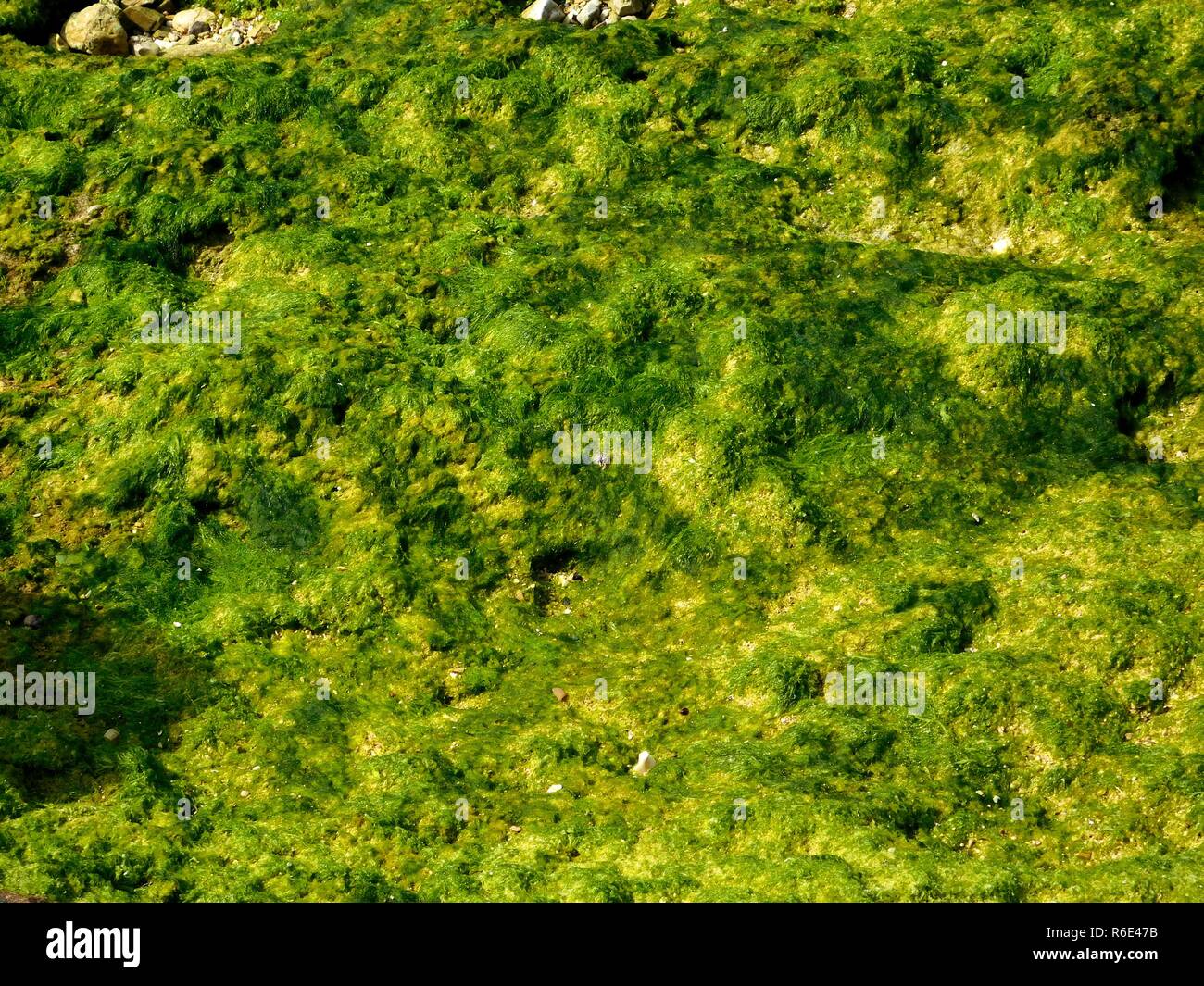 Algae texture hi-res stock photography and images - Alamy