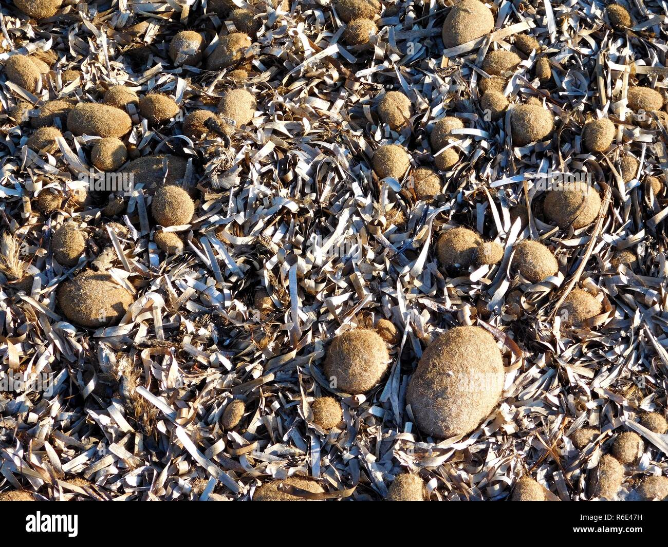 Flora Algae High Resolution Stock Photography and Images - Alamy