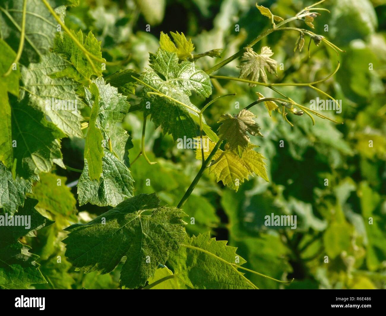 grape vine leaves Stock Photo - Alamy