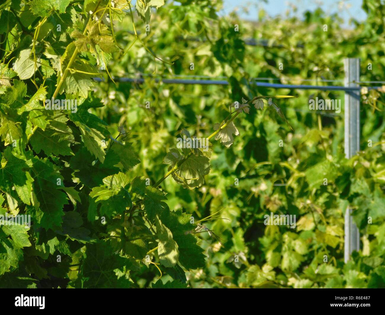 grape vine leaves Stock Photo - Alamy