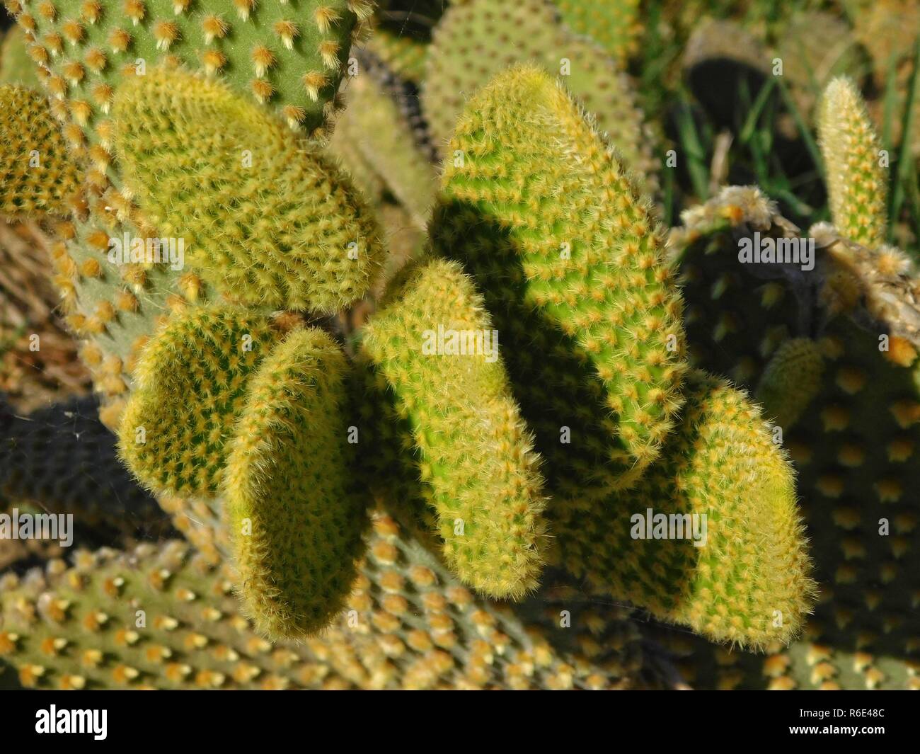 Spiny Amaranth High Resolution Stock Photography and Images - Alamy
