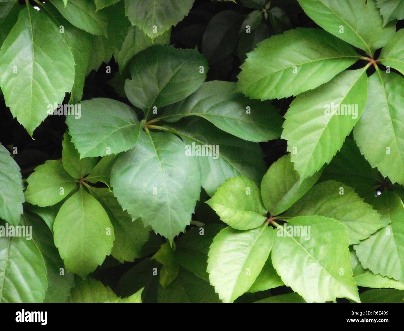 texture of leaves Stock Photo - Alamy