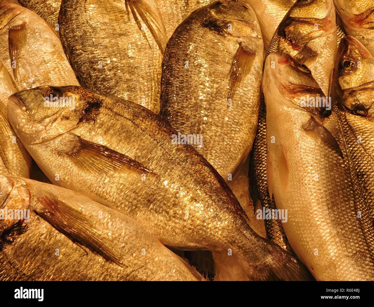 Patterned fish skin hi-res stock photography and images - Alamy