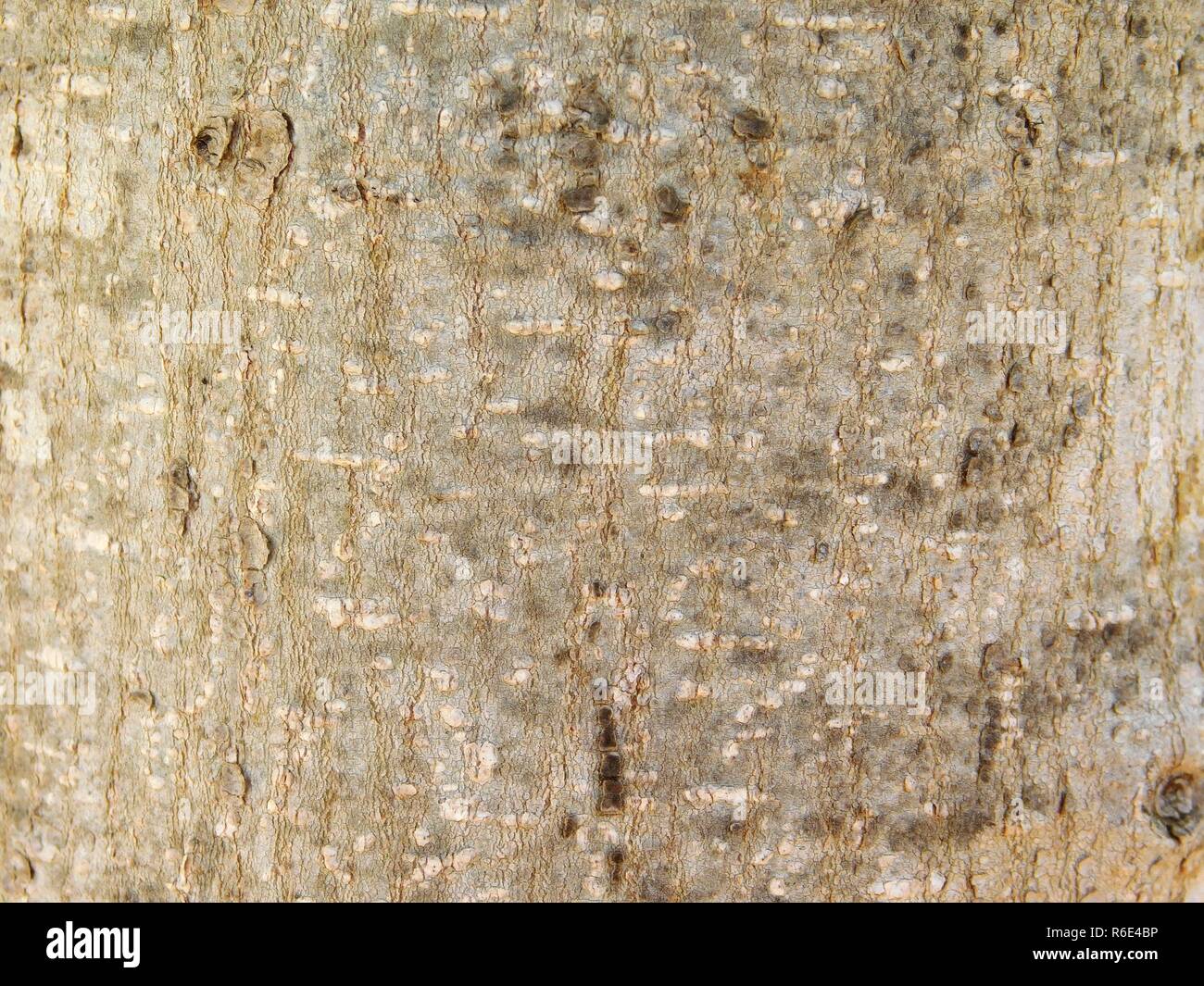tree trunk texture Stock Photo - Alamy
