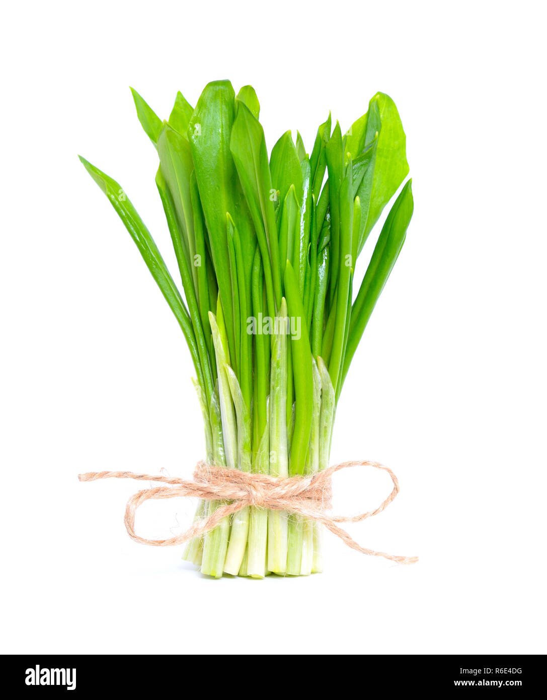 Allium ursinum – known as ramsons, buckrams, wild garlic, broad-leaved ...