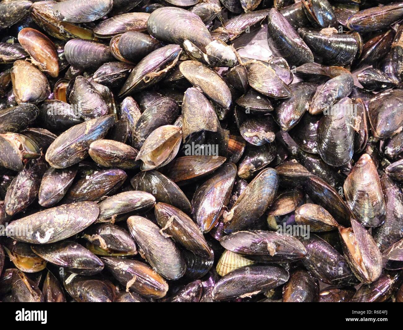 texture of mussels Stock Photo - Alamy