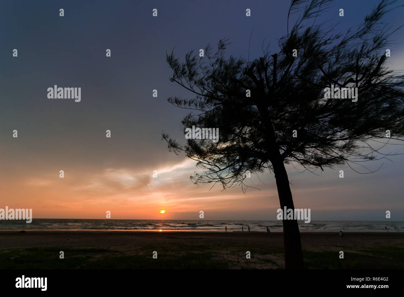 Natural sunset or sunrise with dark tree as foreground, sky & dark ...