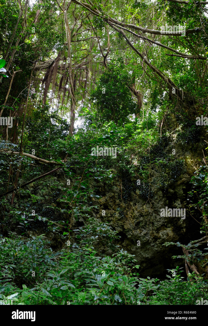A walk through the lush jungle and limestone cliffs of Welchman Hall ...