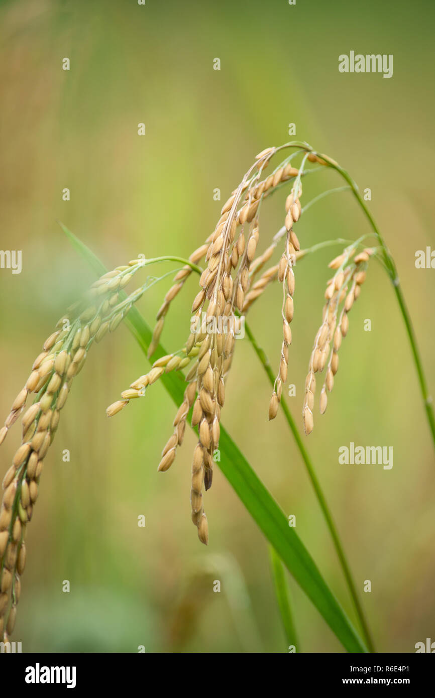 Unmilled Rice High Resolution Stock Photography and Images - Alamy