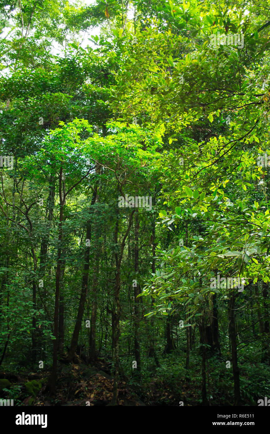 Tropical jungle, green rain forest Stock Photo - Alamy
