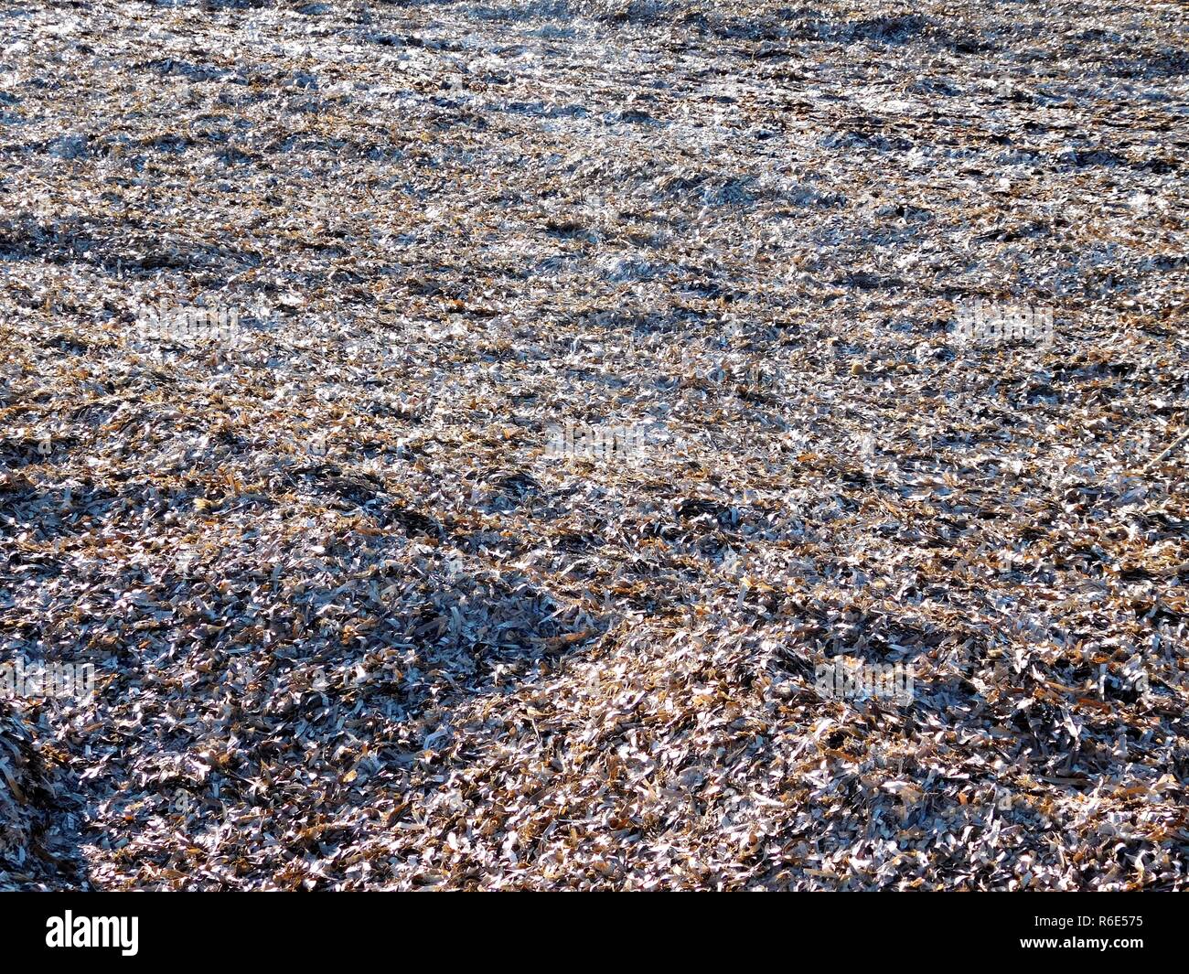Underwater sun murky hi-res stock photography and images - Alamy