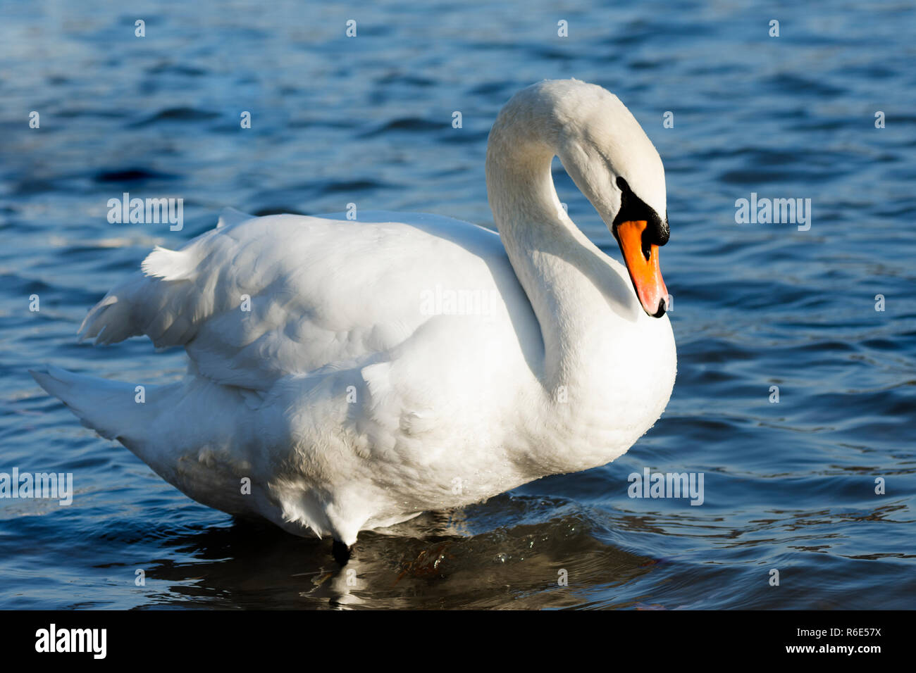 white swan in water Stock Photo - Alamy