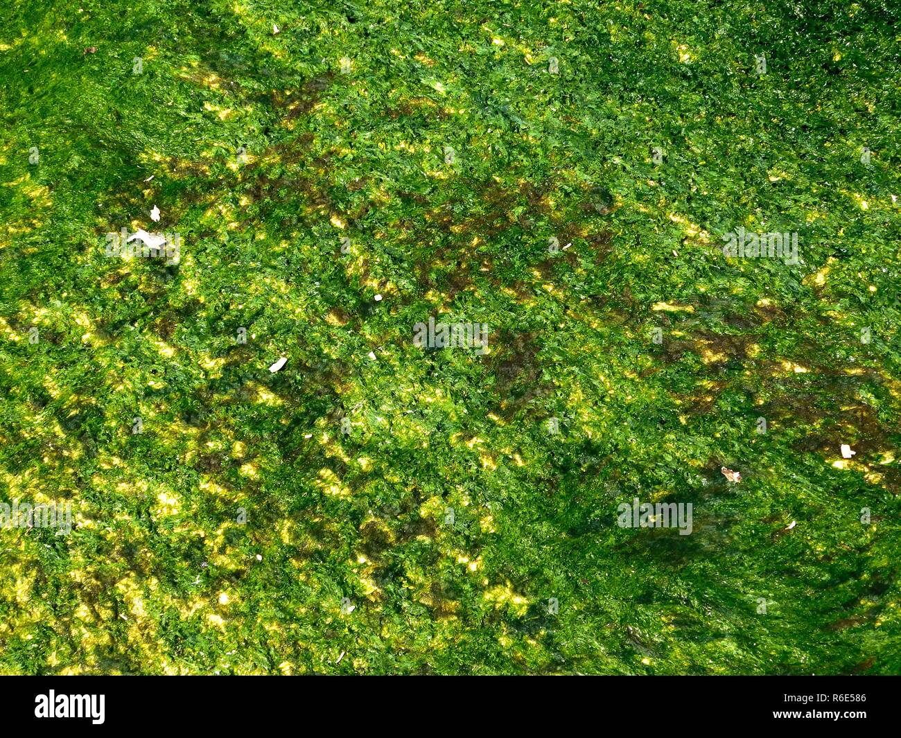 Algae damp wall hi-res stock photography and images - Alamy
