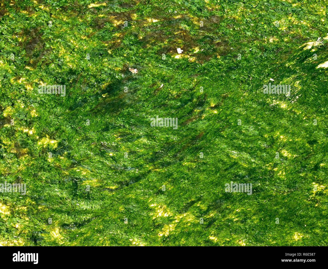 Algae damp wall hi-res stock photography and images - Alamy