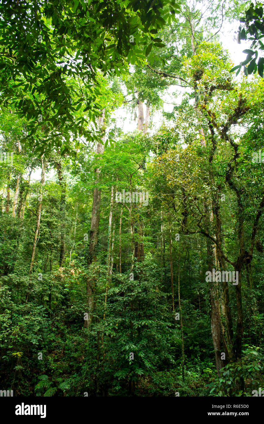 Tropical jungle, green rain forest Stock Photo - Alamy