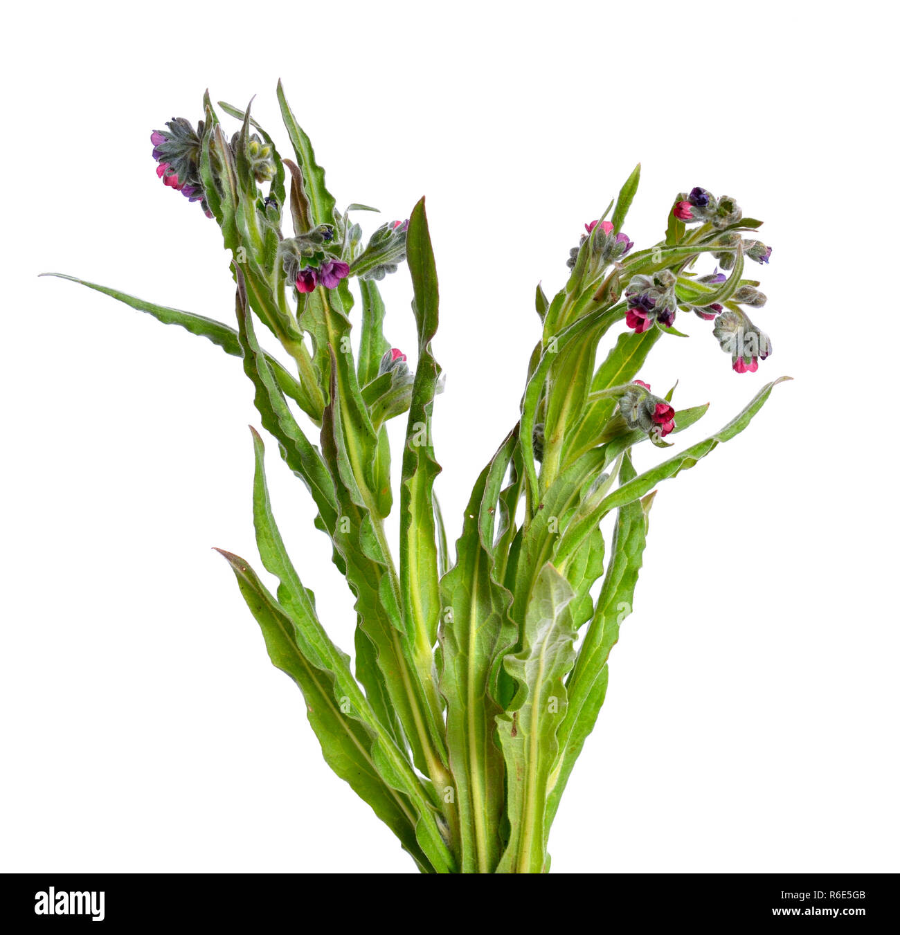 Cynoglossum officinale (houndstongue, houndstooth, dog's tongue, gypsy ...