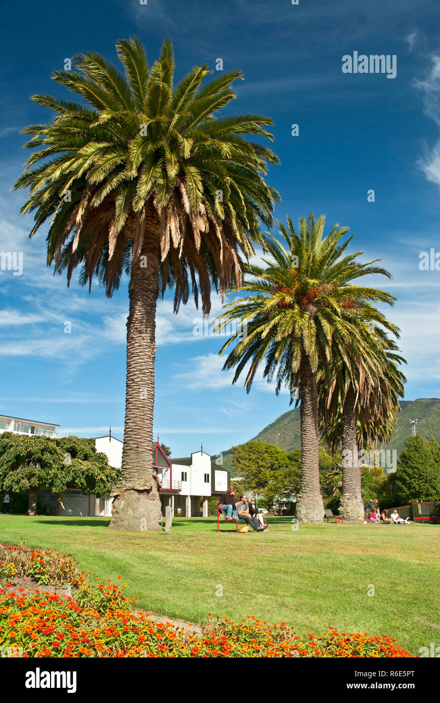 Palm Trees At Waterfront Gardens In Picton, Marlborough Region, South ...