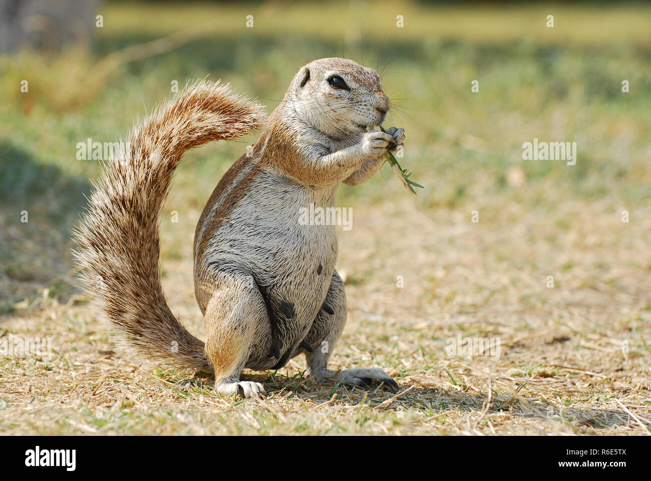 African Ground Squirrel Eating Grass, Botswana South Africa Stock Photo ...