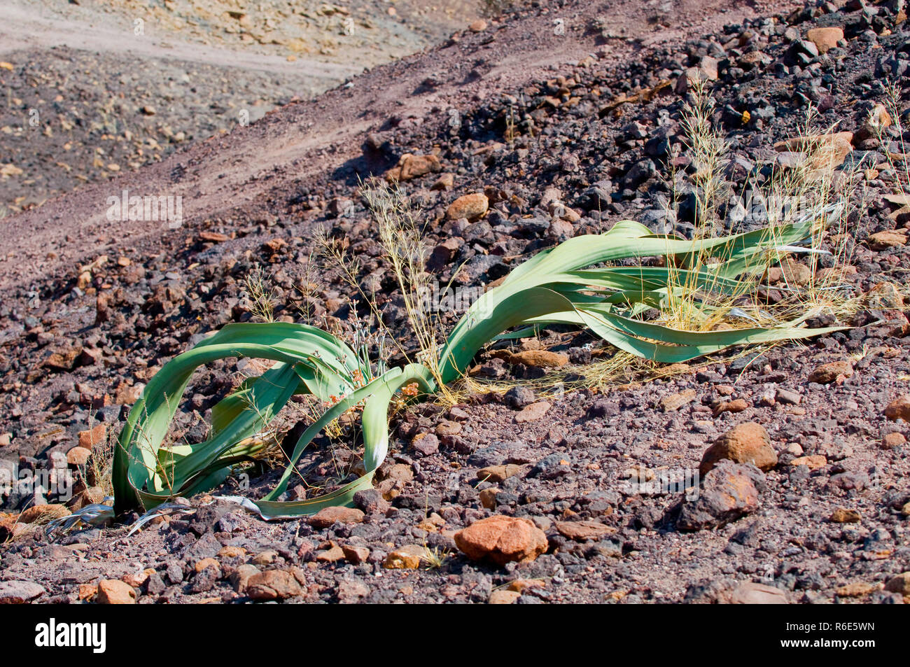 Welwitschia (Welwitschia Mirabilis) Plant Growing In The Hot Arid Namib ...