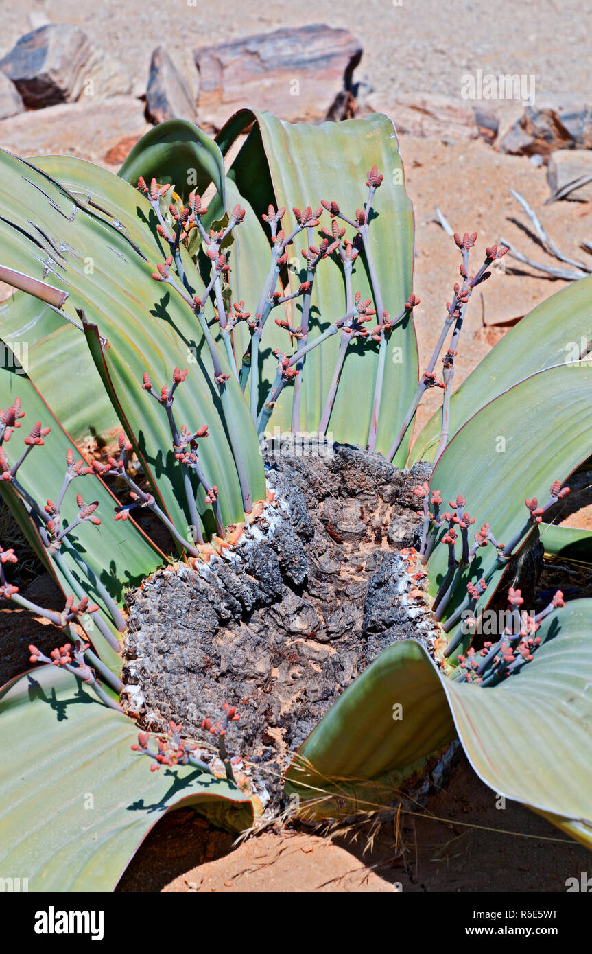 Welwitschia (Welwitschia Mirabilis) Plant Growing In The Hot Arid Namib ...
