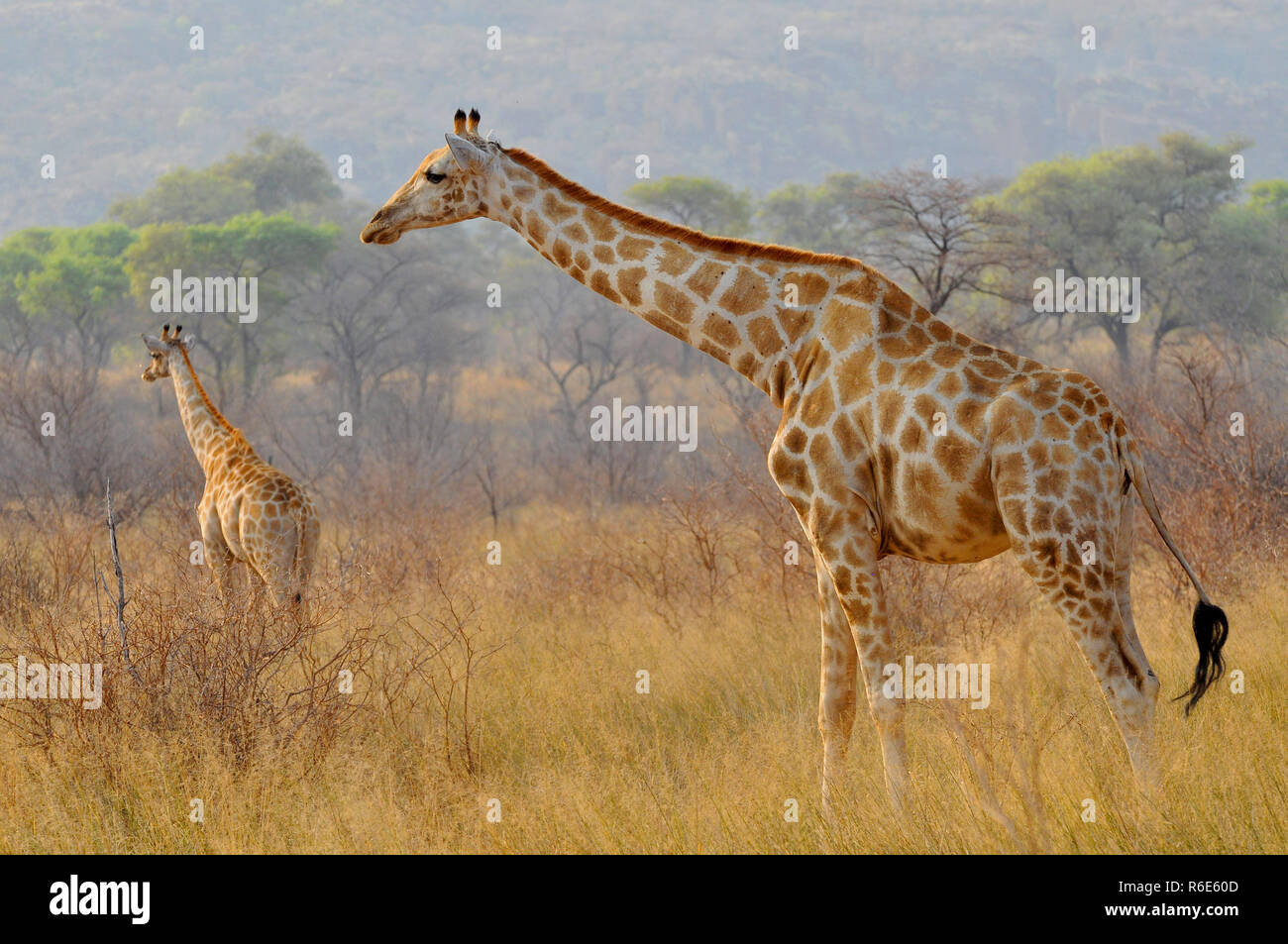 Central african plateau hi-res stock photography and images - Alamy