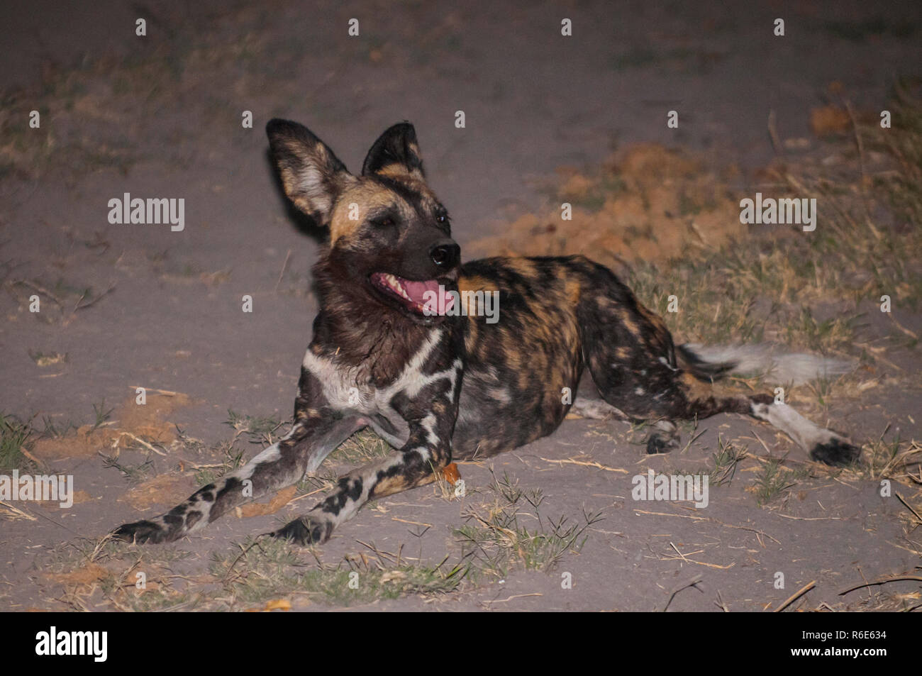 African painted dogs night hi-res stock photography and images - Alamy