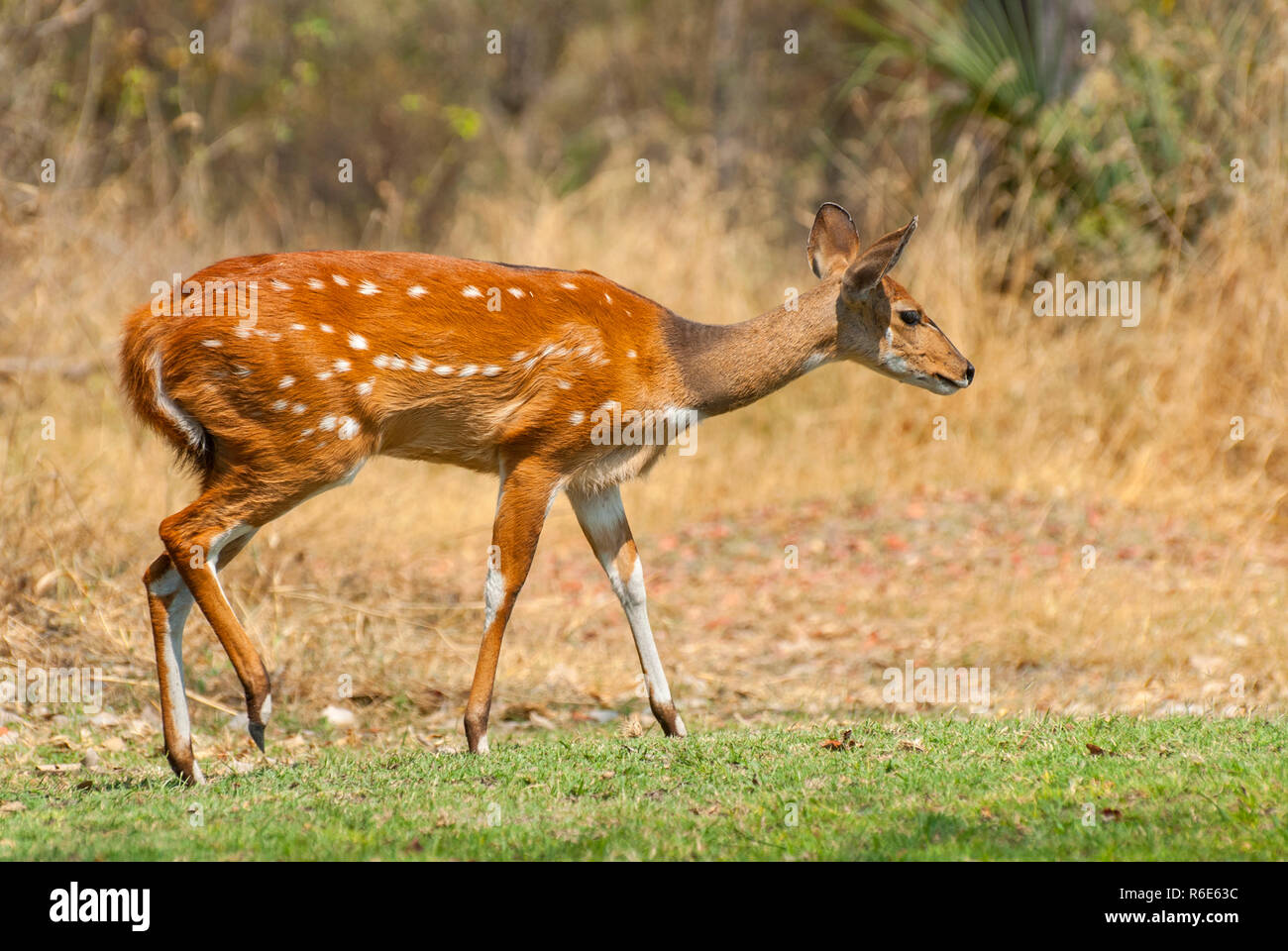 Female Imbabala Or Cape Bushbuck (Tragelaphus Sylvaticus), Sandibe Camp ...