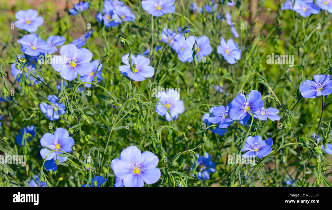 Flax blade hi-res stock photography and images - Alamy