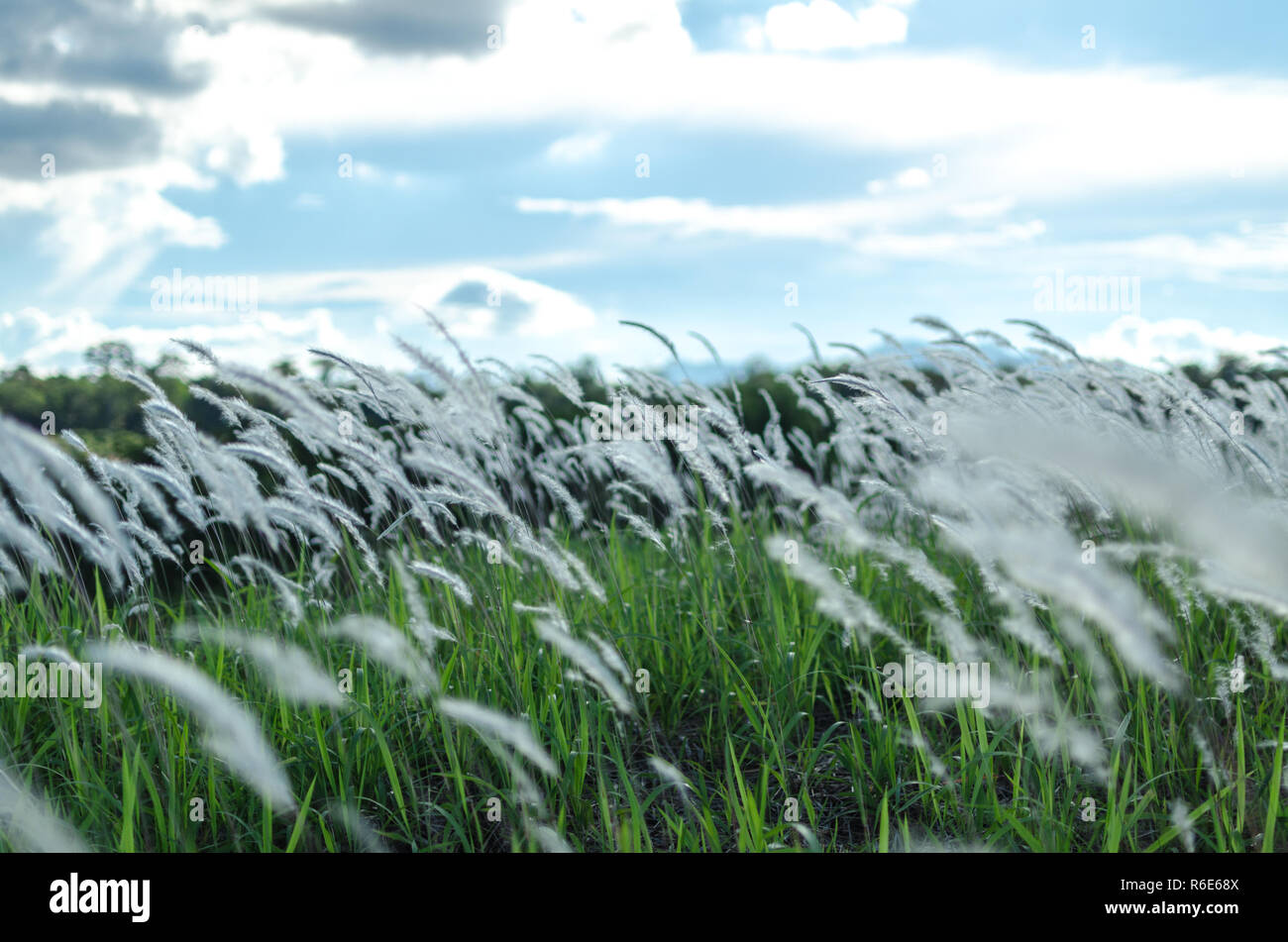Wind blowing the grass, floating, blue sky as background Stock Photo ...