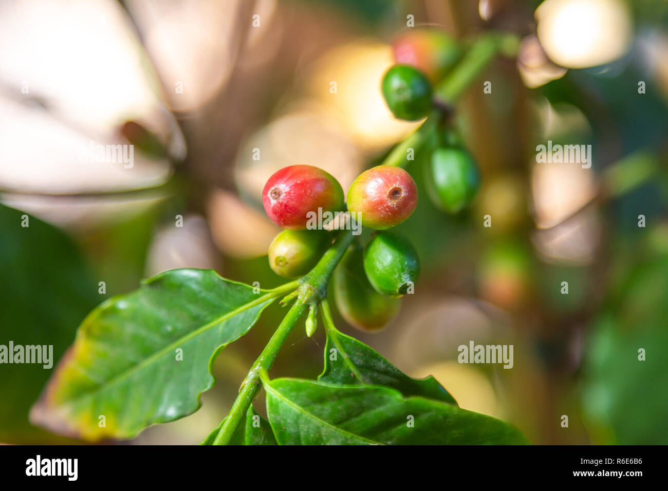 Closeup of green coffee beans on a small organic coffee plantation ...
