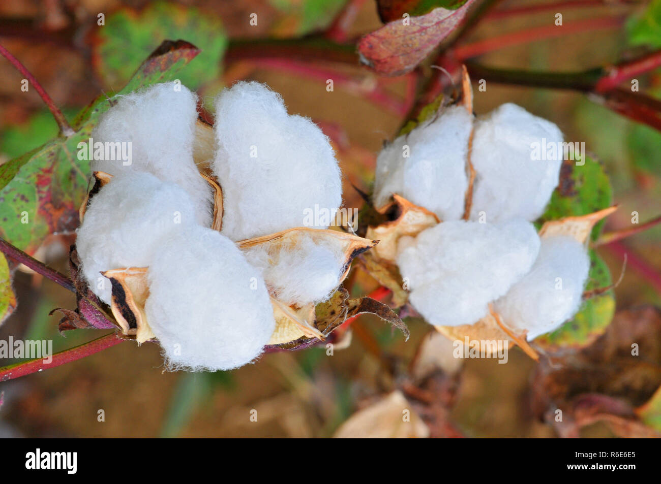 Mature growth cotton field hi-res stock photography and images - Alamy