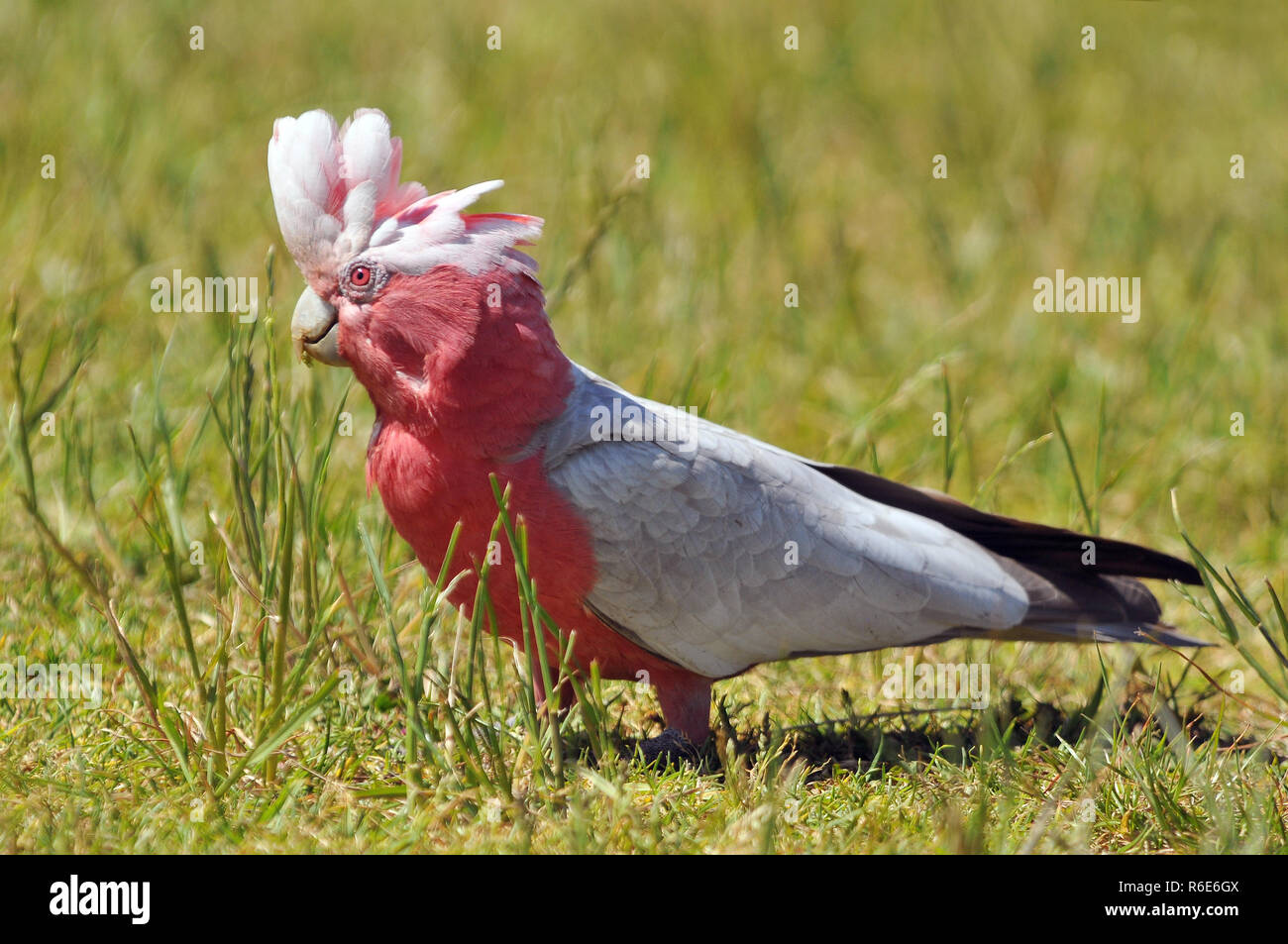 The Galah (Eolophus Roseicapilla), Also Known As The Rose-Breasted ...