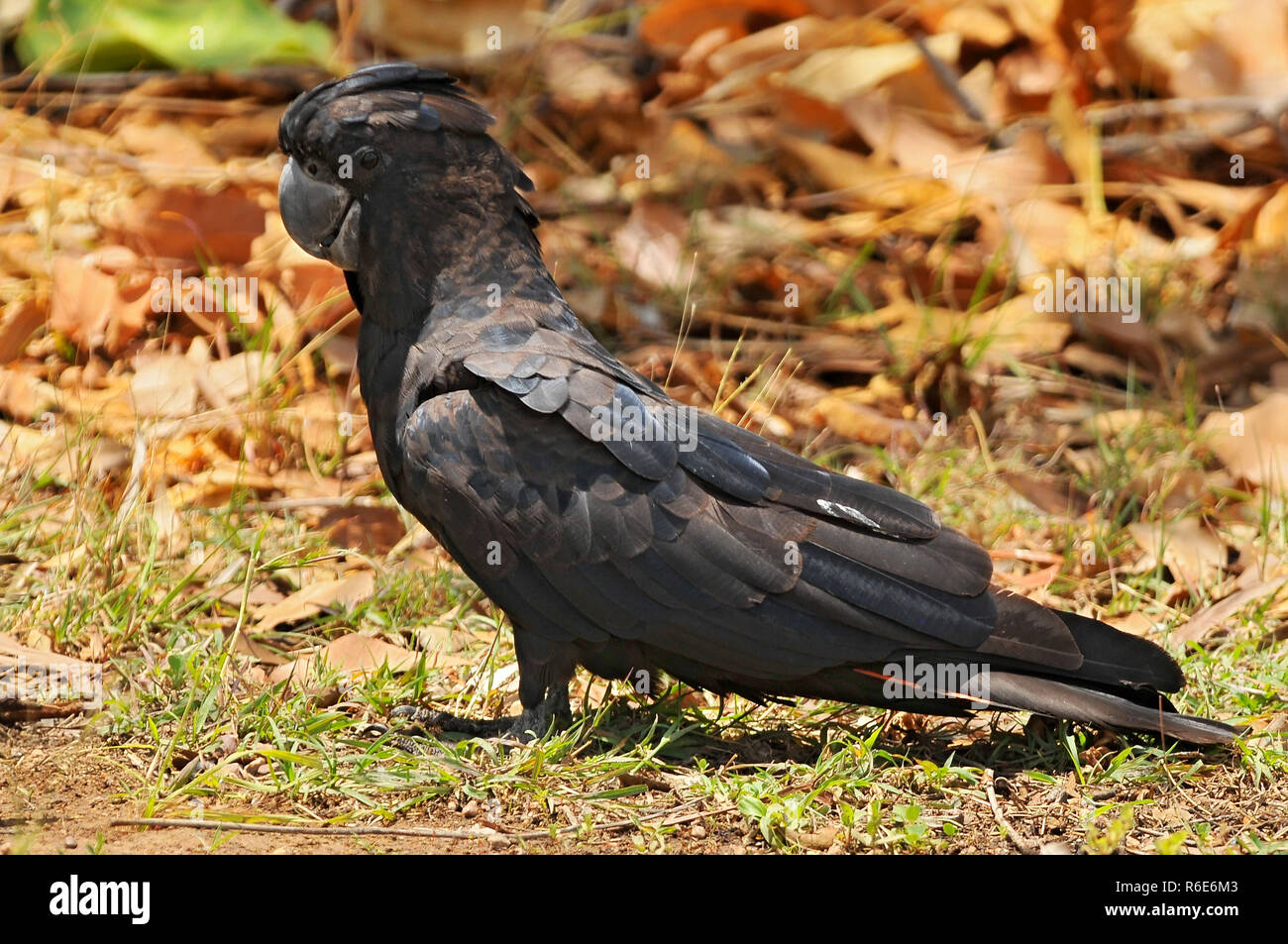 The Red-Tailed Black Cockatoo (Calyptorhynchus Banksii) Also Known As ...