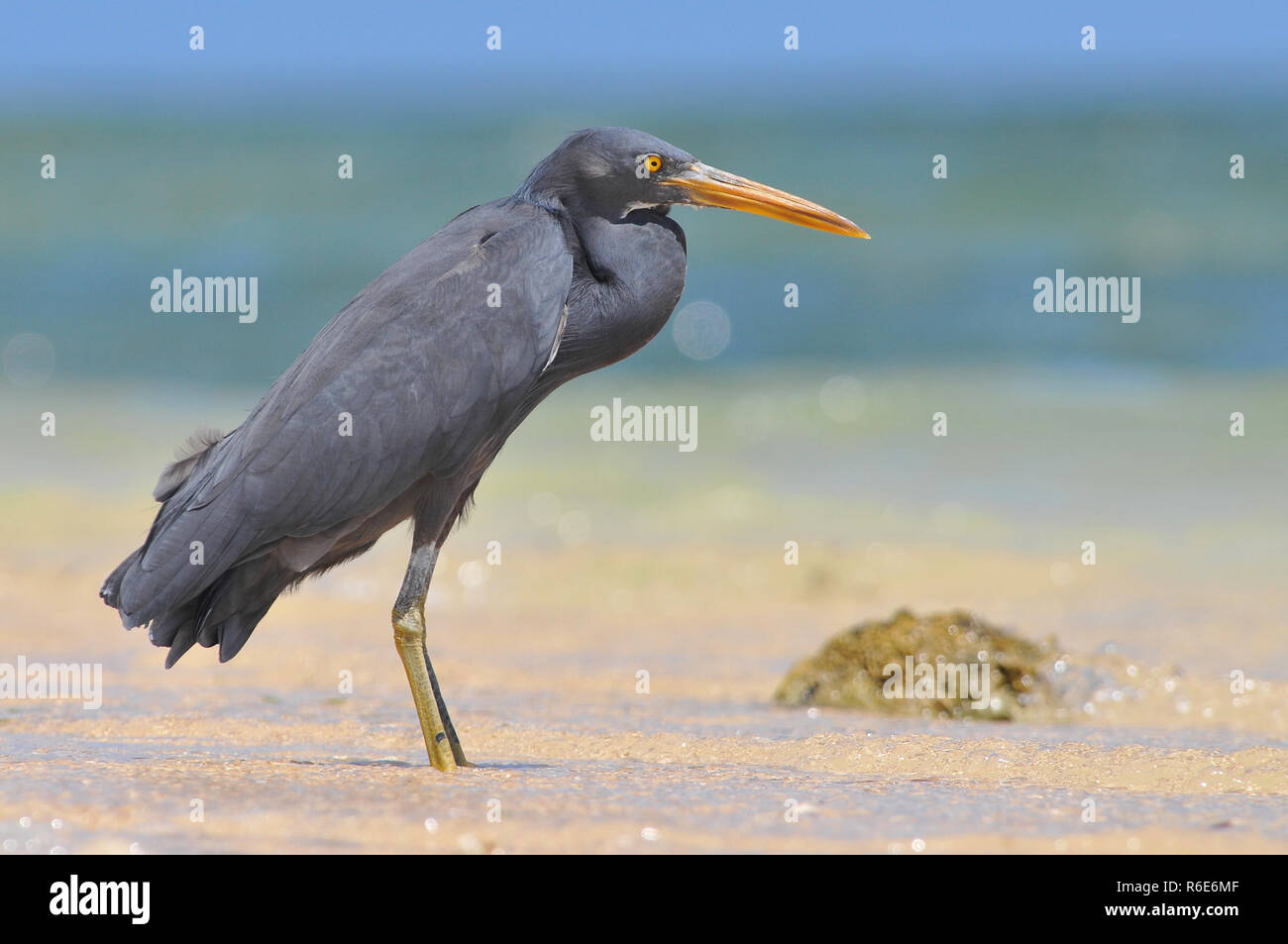 The Pacific Reef Heron (Egretta Sacra), Also Known As The Eastern Reef ...