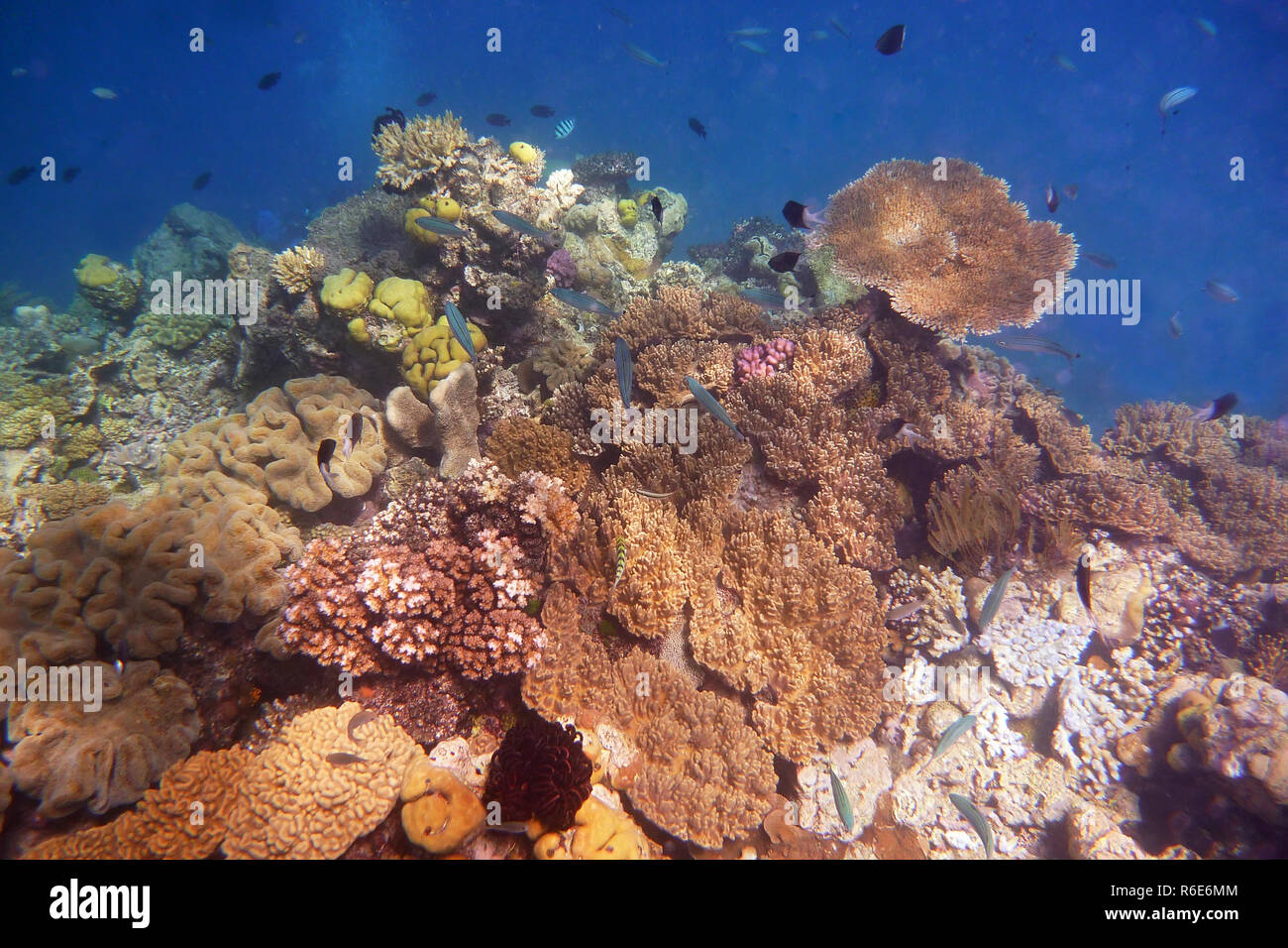 Coral formations hi-res stock photography and images - Alamy