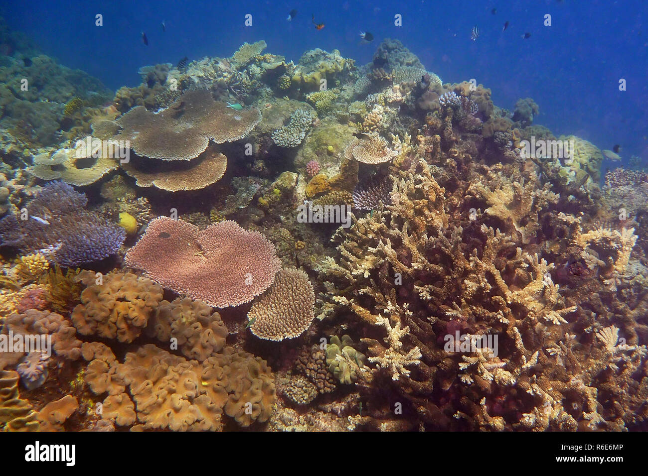 Coral Formations, The Great Barrier Reef, Queensland, Australia Stock ...