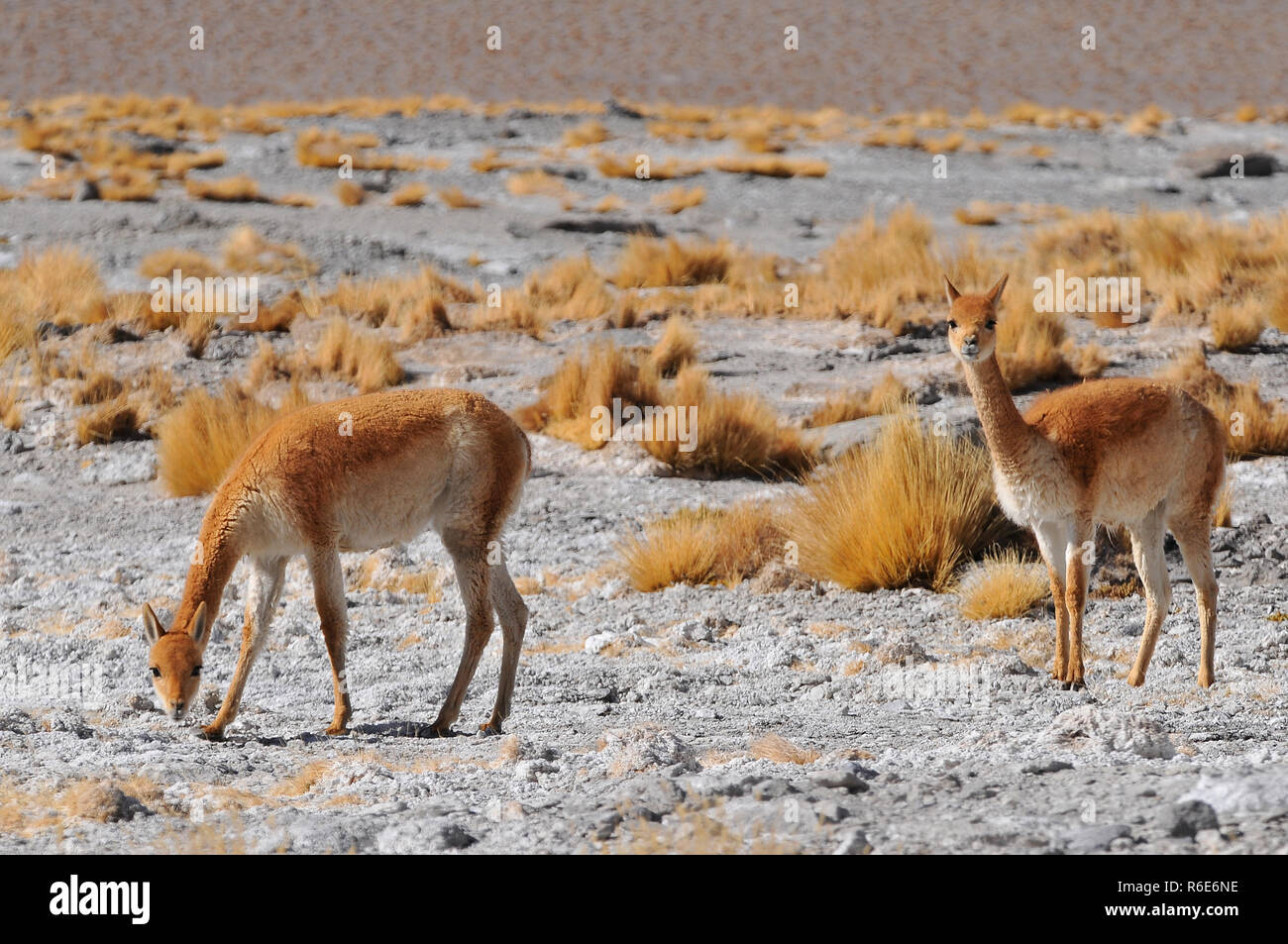 Wild Vicunas (Vicugna Vicugna) At The Laguna Colorada, Altiplano ...
