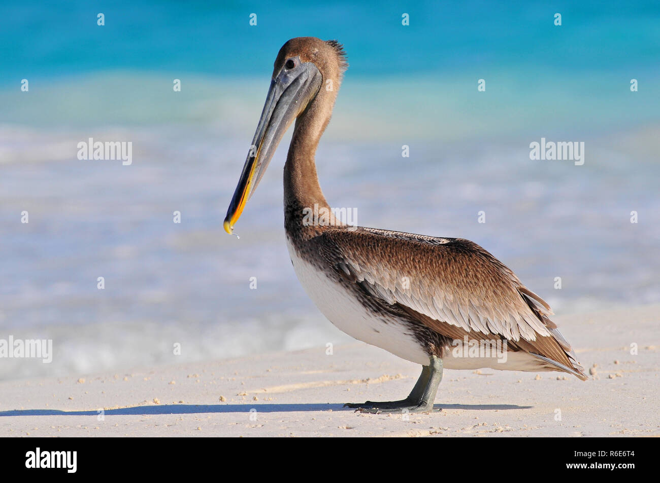 Brown Pelican (Pelecanus Occidentalis) Tulum Beach, Mexico Stock Photo ...