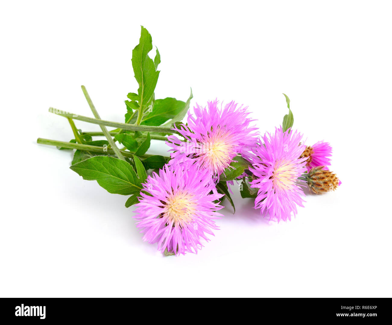 Centaurea. Pink Garden cornflower isolated Stock Photo - Alamy
