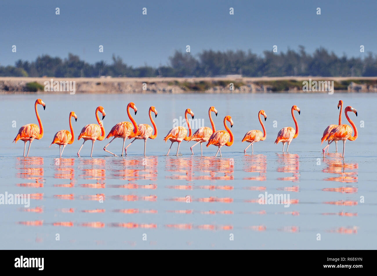 A Row Of American Flamingos (Phoenicopterus Ruber Ruber-American ...