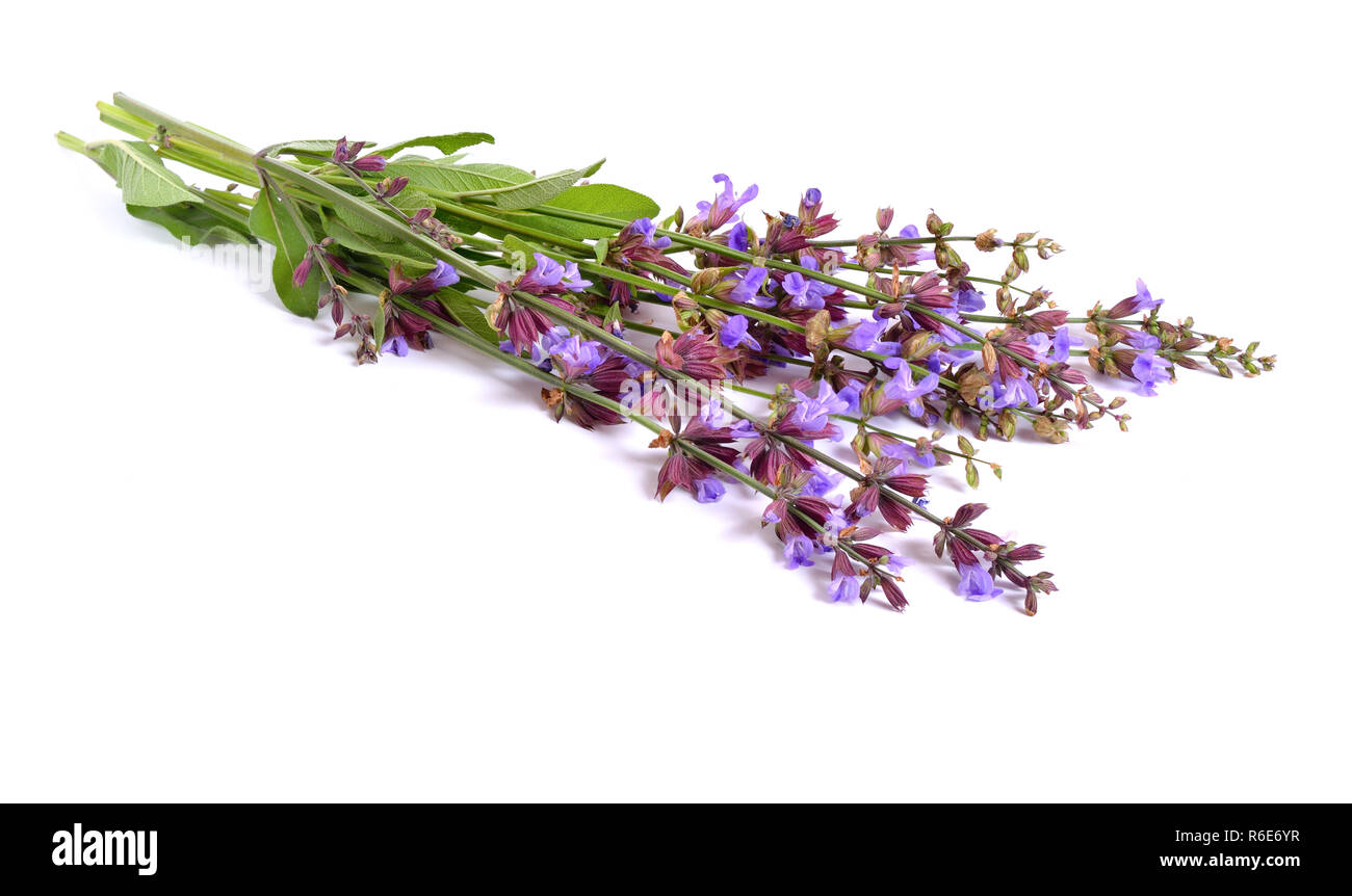 Salvia officinalis (sage, also called garden sage, or common sage ...