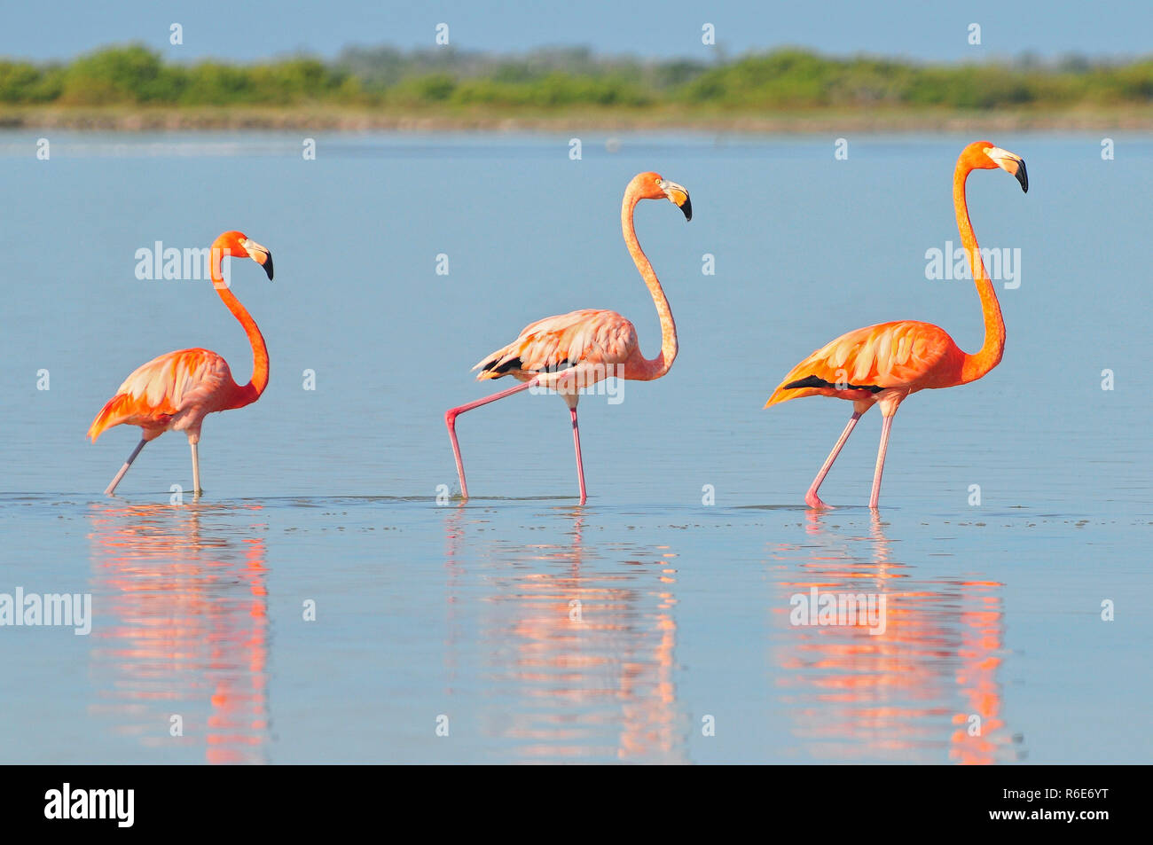 A Row Of American Flamingos (Phoenicopterus Ruber Ruber-American ...