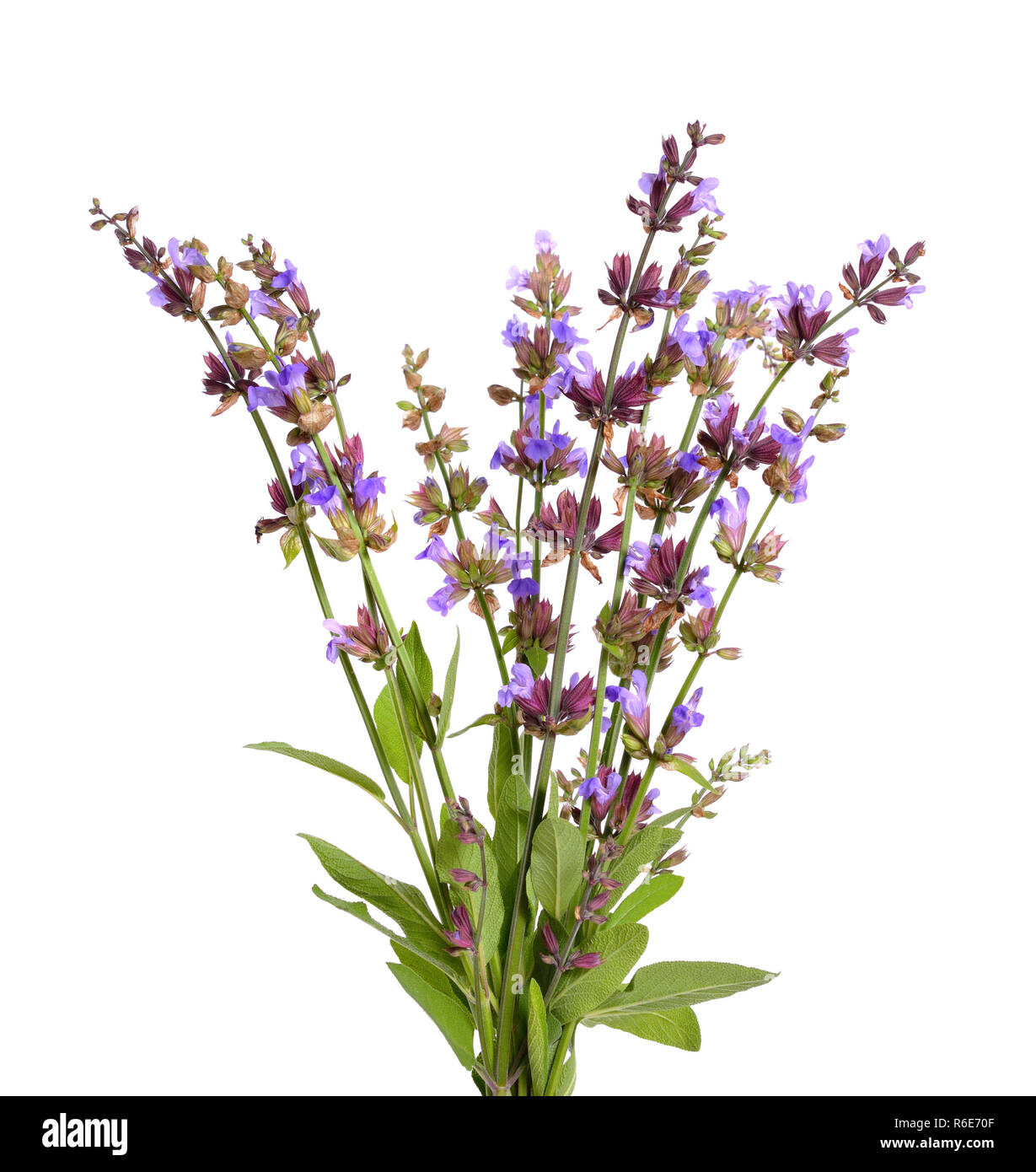 Salvia officinalis (sage, also called garden sage, or common sage ...