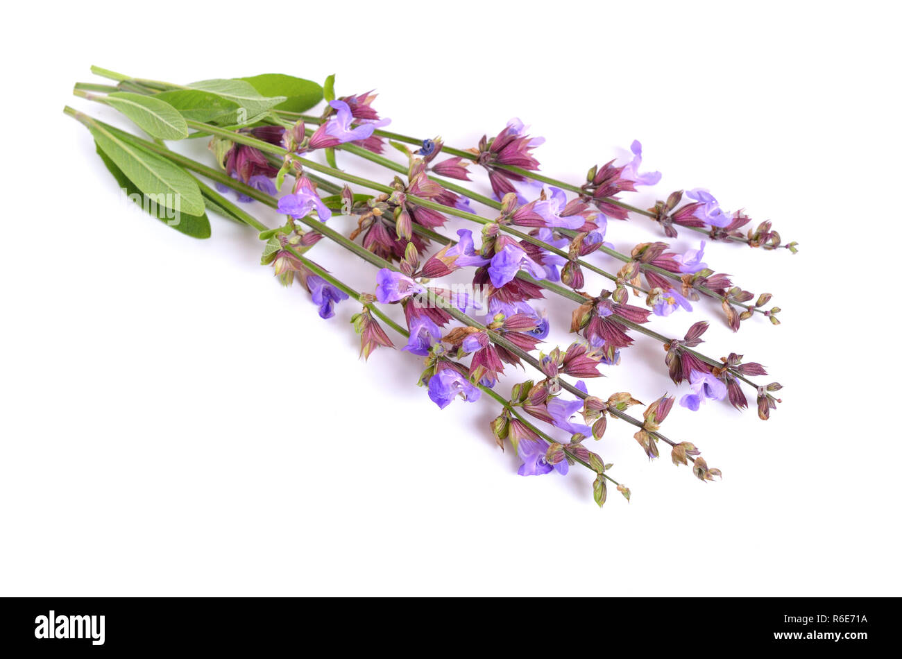 Salvia officinalis (sage, also called garden sage, or common sage ...