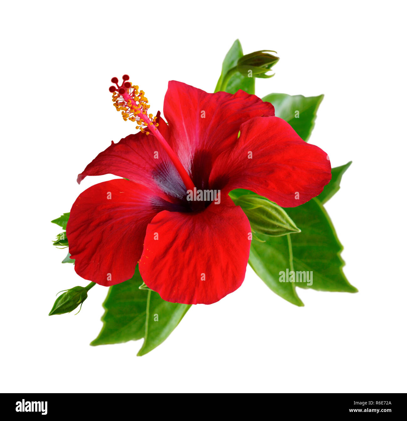 Red hibiscus flowers. Isolated set on white background Stock Photo - Alamy