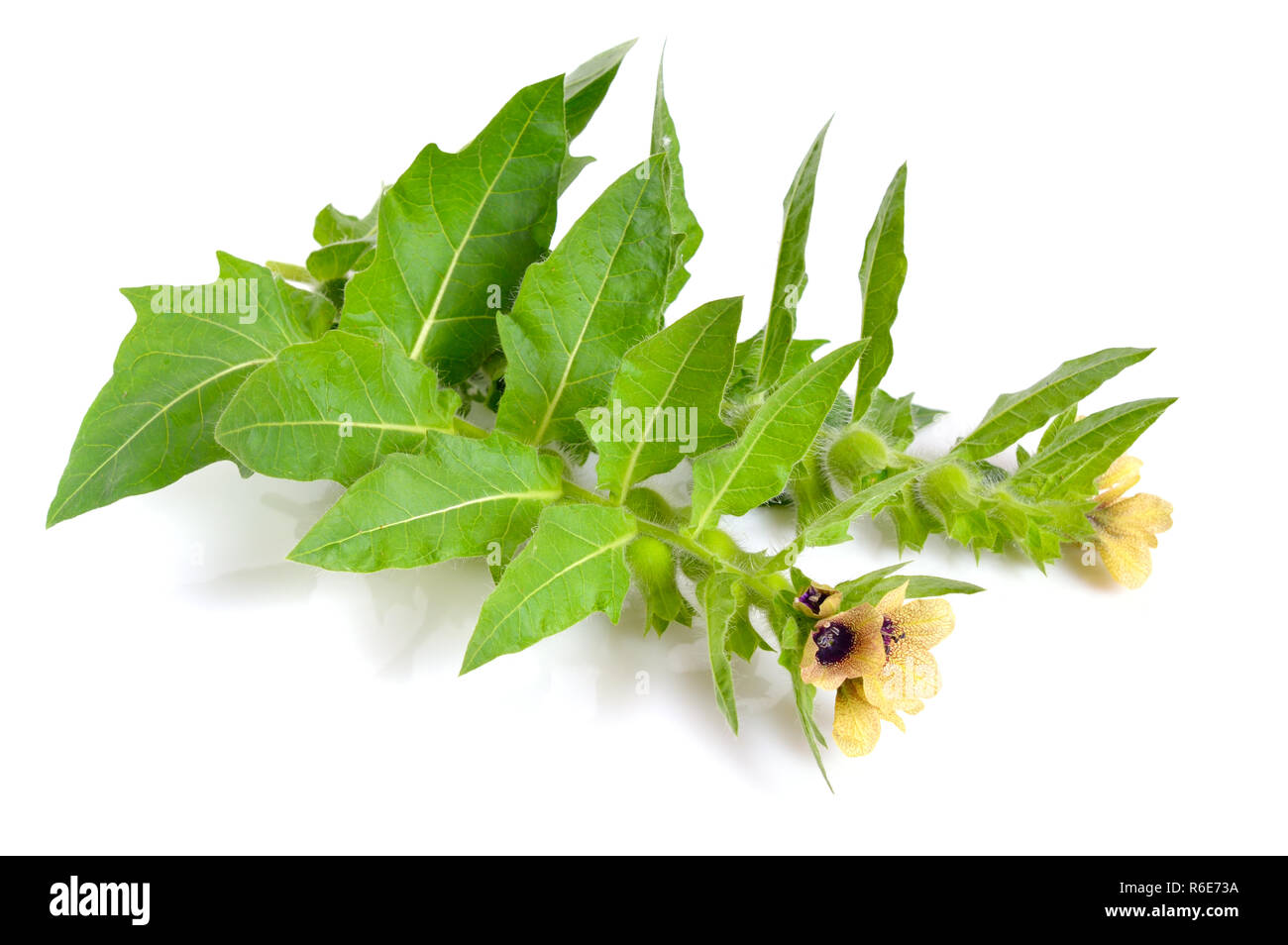 Hyoscyamus — known as the henbanes. Isolated on white background Stock ...