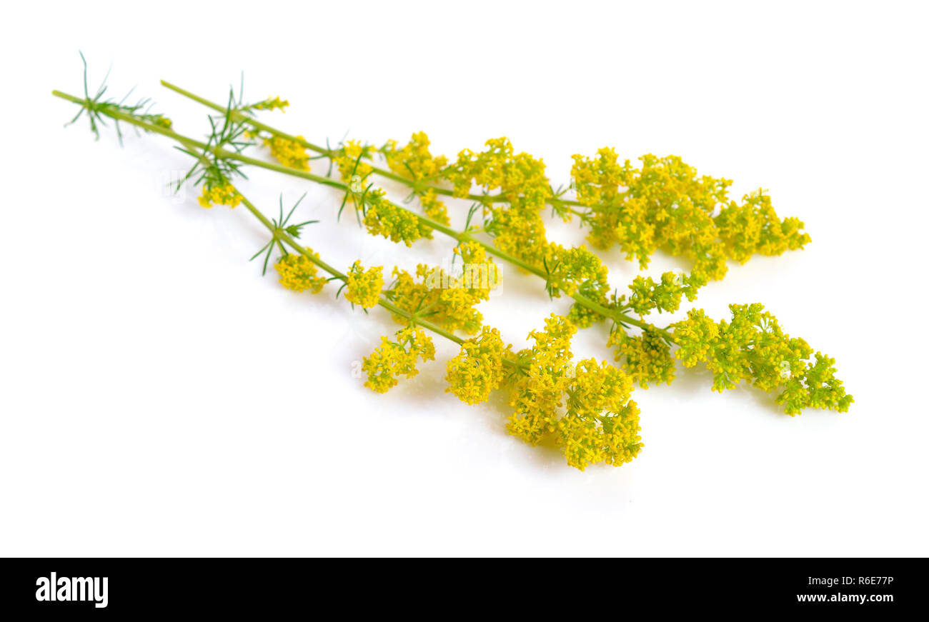 Galium verum, lady's bedstraw or yellow bedstraw. Isolated Stock Photo ...