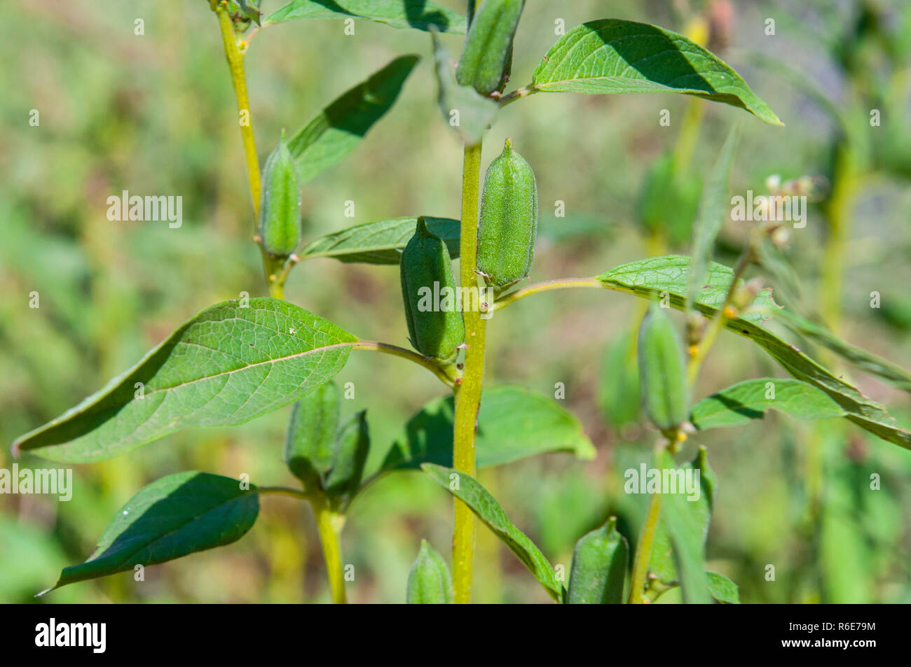 Field Of Sesame Growing, Myanmar, Burma, Near Bagan Stock Photo - Alamy